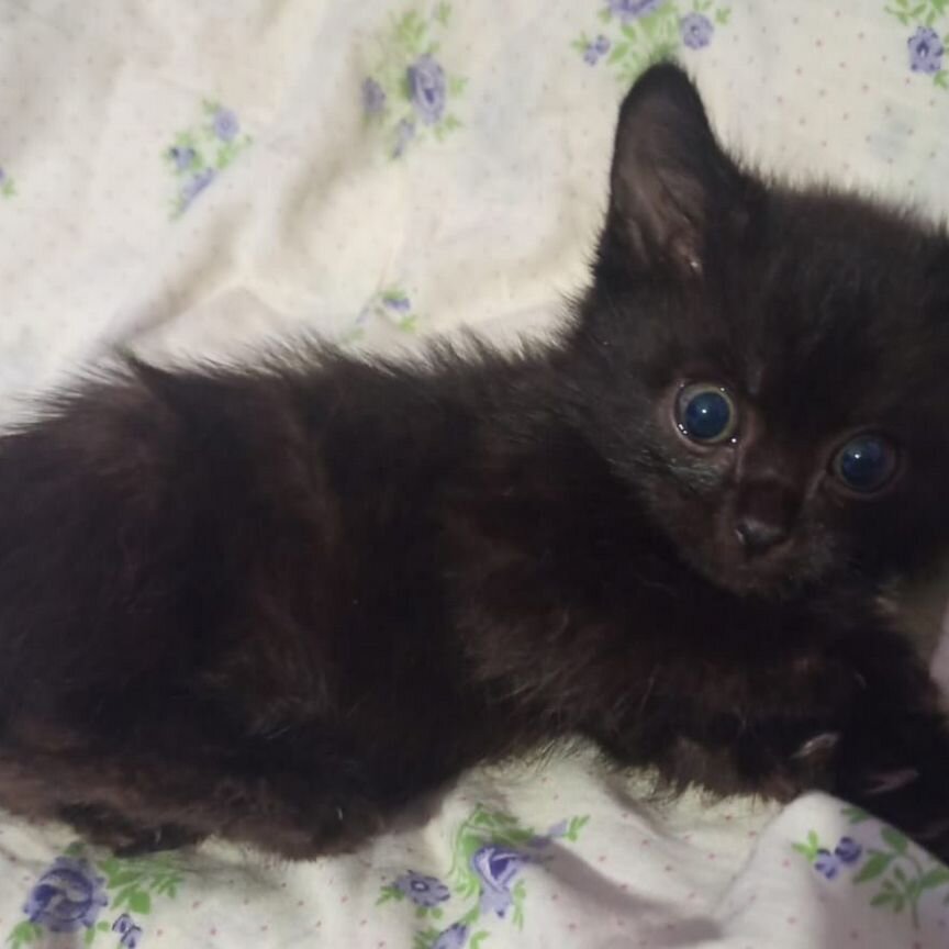 Котенок Мурчик