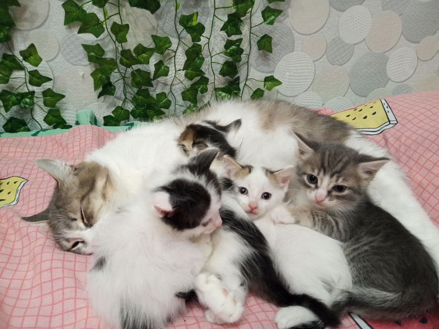 Отдам котят кушают все, в лоток ходят