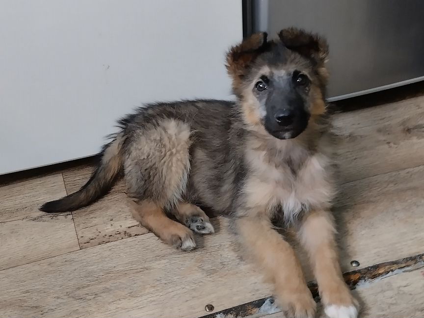 Щенок в добрые руки бесплатно