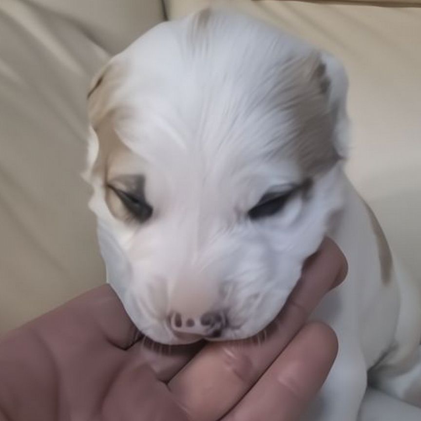 Среднеазиатская овчарка, щенок