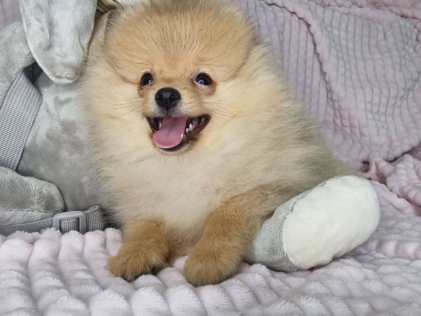 Померанский шпиц