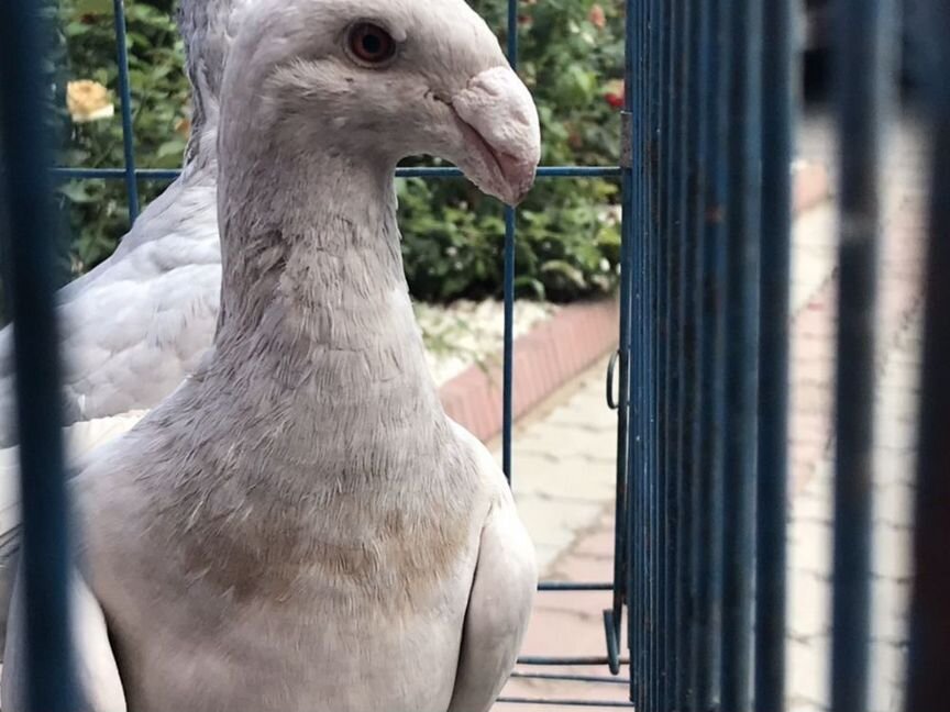Голубь почтовый "Немецкий выставочный"