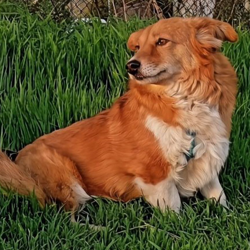 Взрослая собака в добрые руки