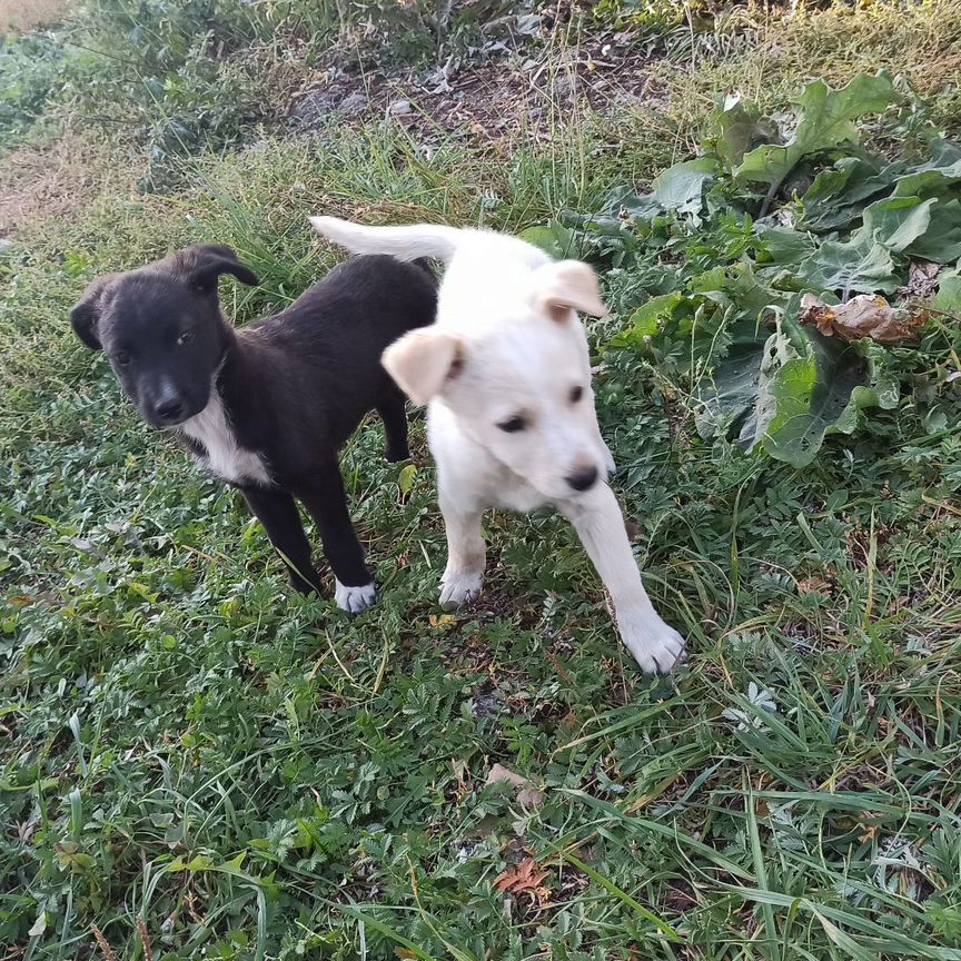 Щенки в добрые руки