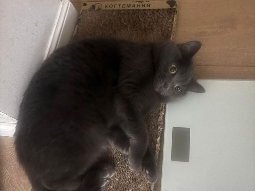 Кошка фенотип британки в добрые руки