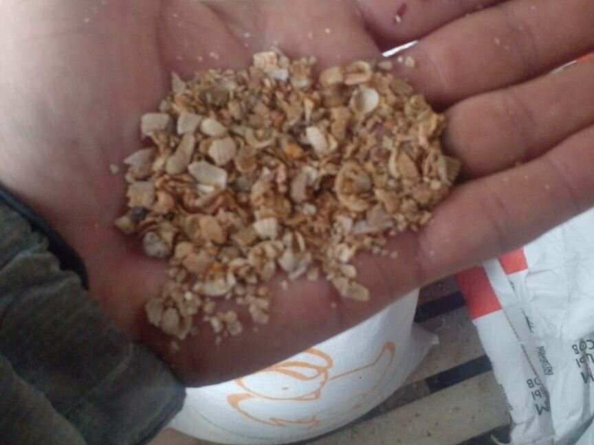 Ракушка кормовая