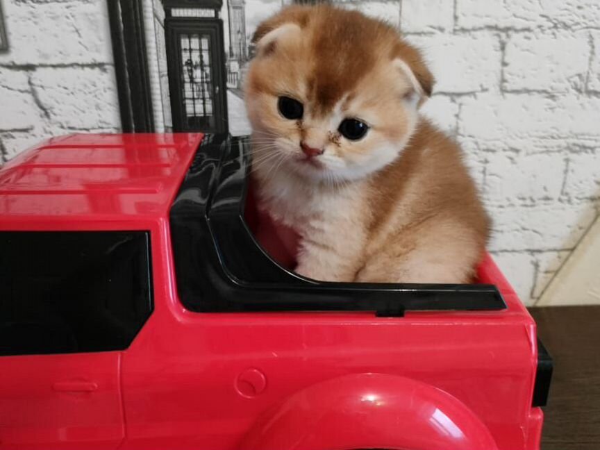 Золотые шиншиллята