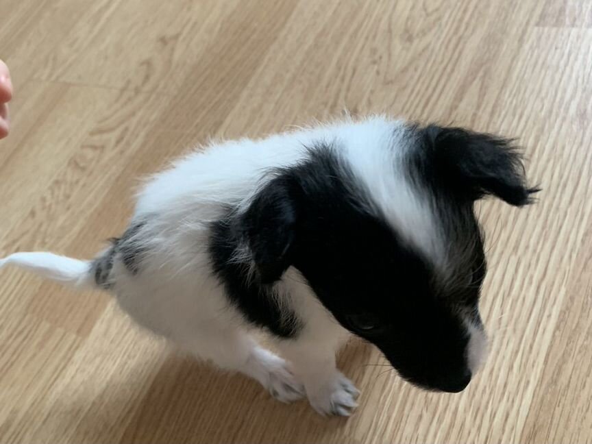 Щенок чихуахуа смесь 2 месяца