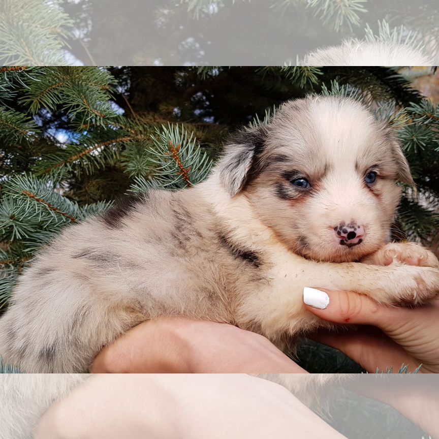 Бордер-колли, щенок