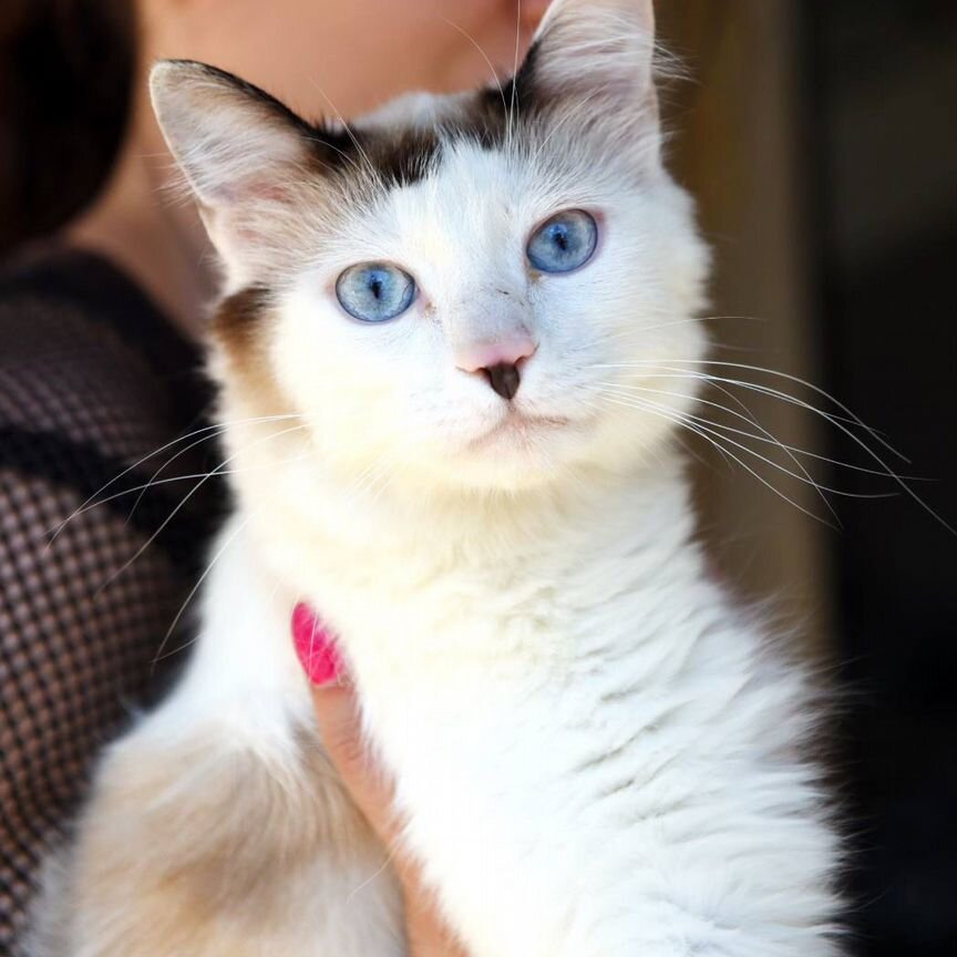 Котик в самые добрые руки