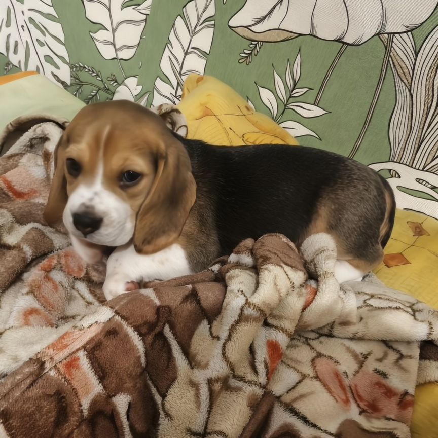 Бигль, щенок