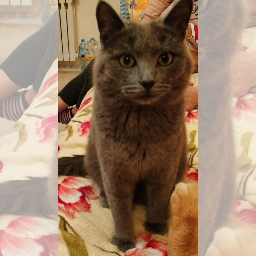 Отдам кота в добрые руки бесплатно