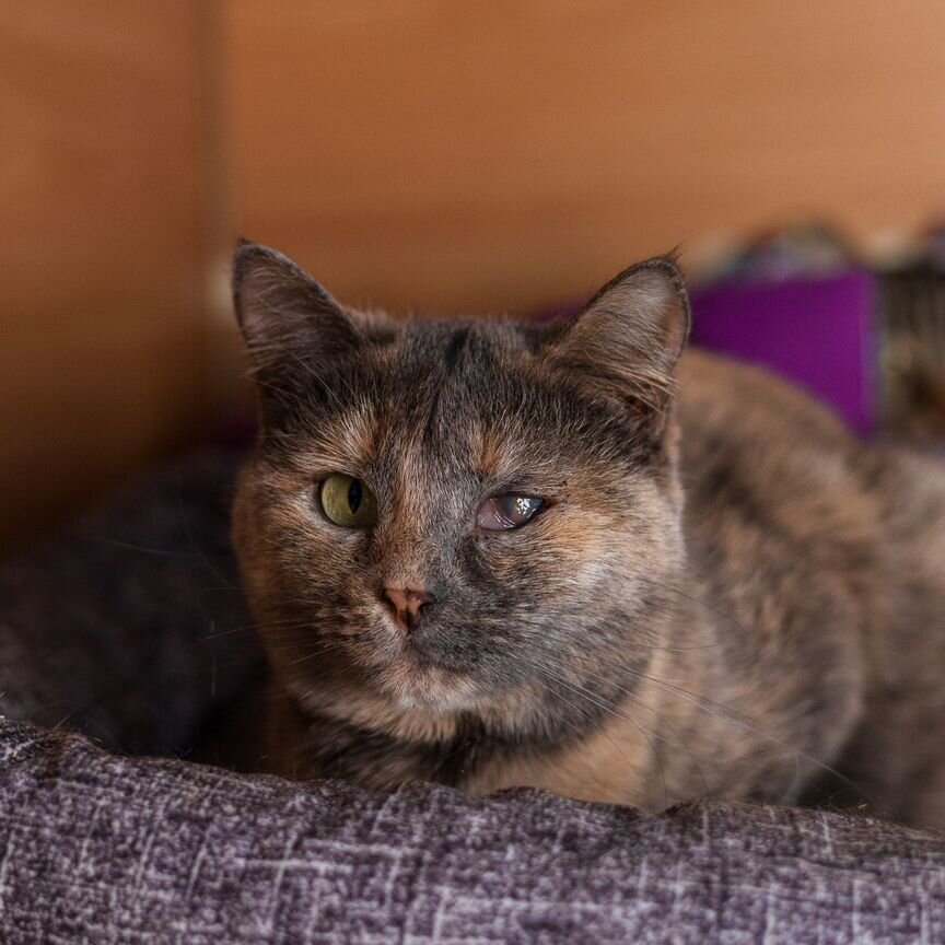 Нежная кошечка в добрые руки