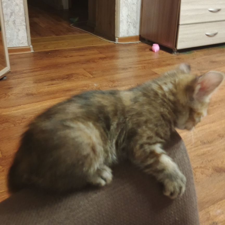 Сибирский котёнок