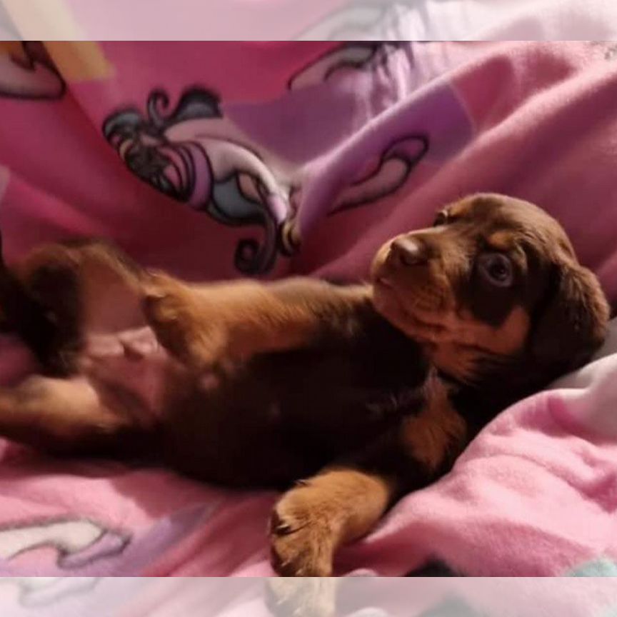 Бордер-колли, щенок