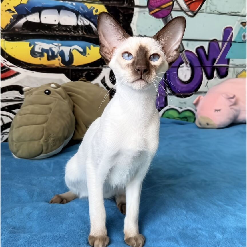 Ориентальный котёнок