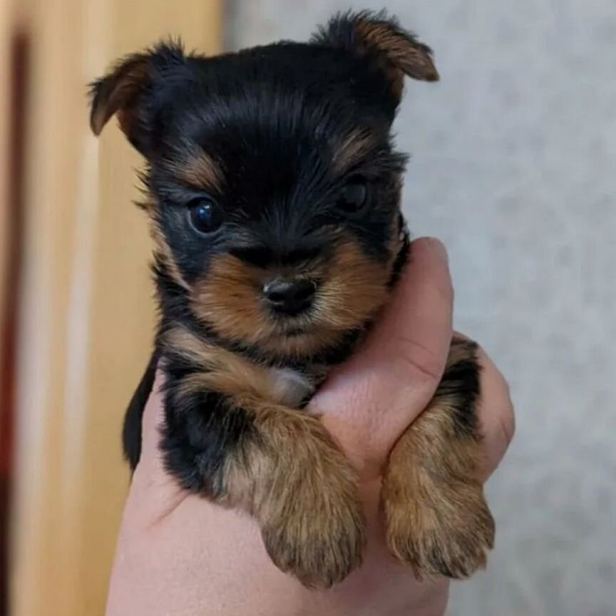Йоркширский терьер, щенок