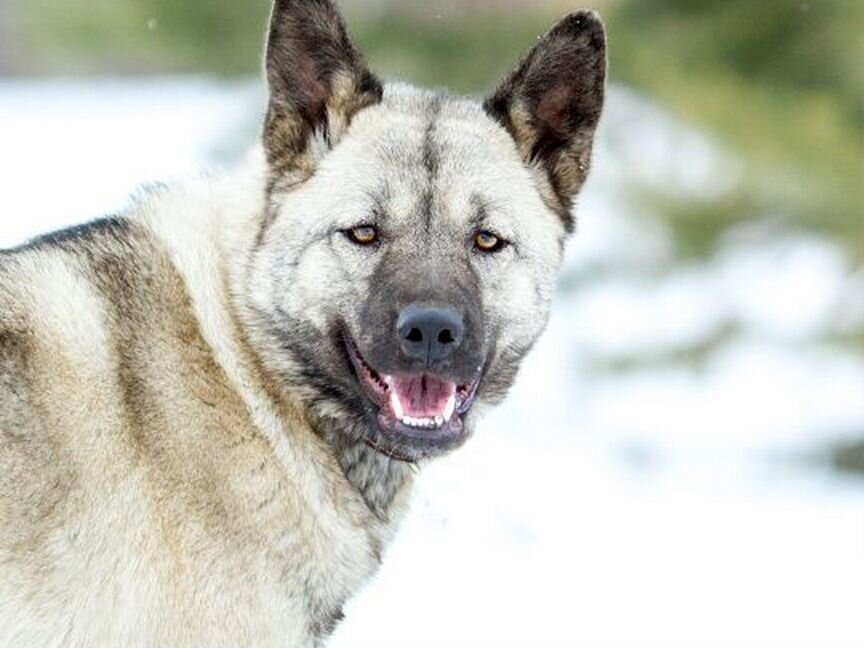 Дана