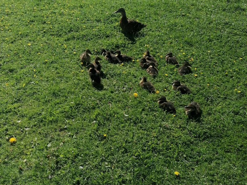 Утка дикая с утятами