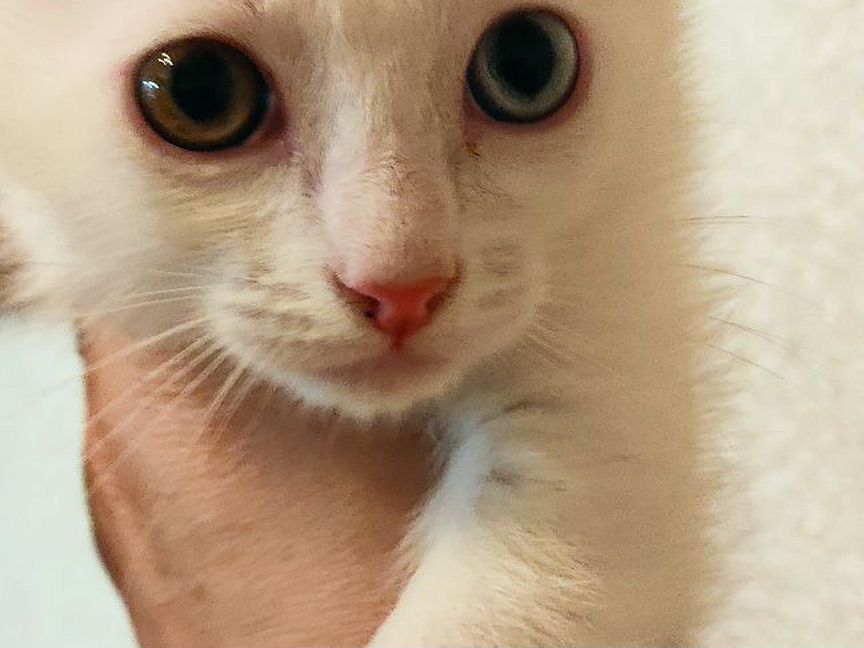 Котенок с разными глазами