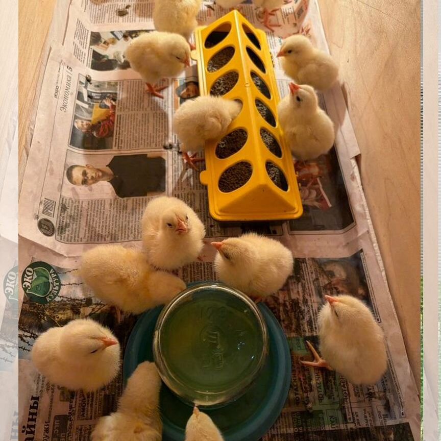 Цыплята бройлеры кобб 700