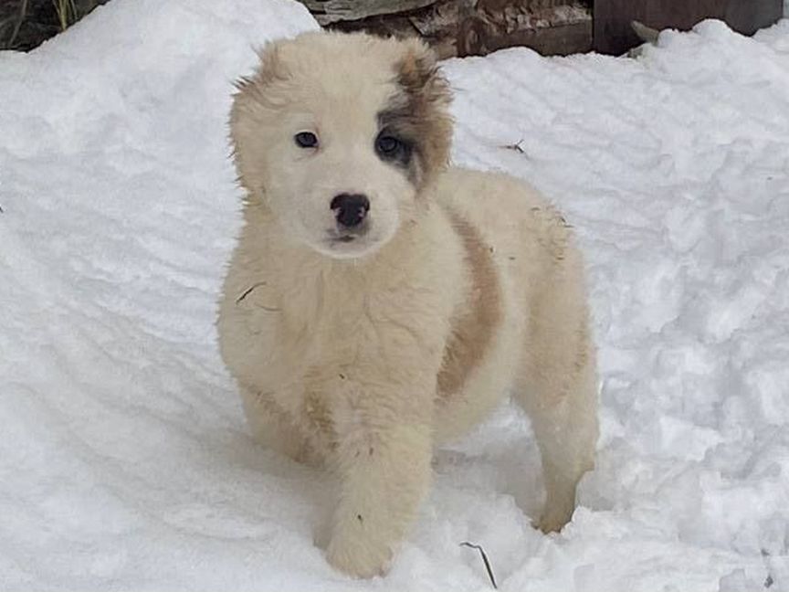 Среднеазиатская овчарка