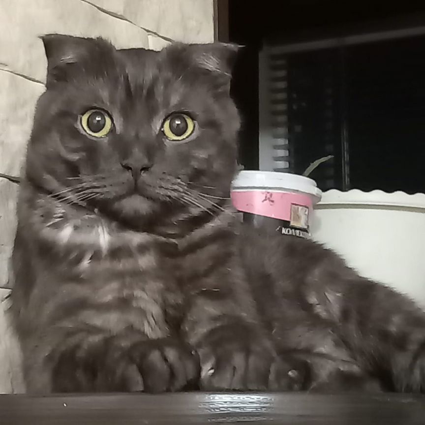 Британский кот вязка