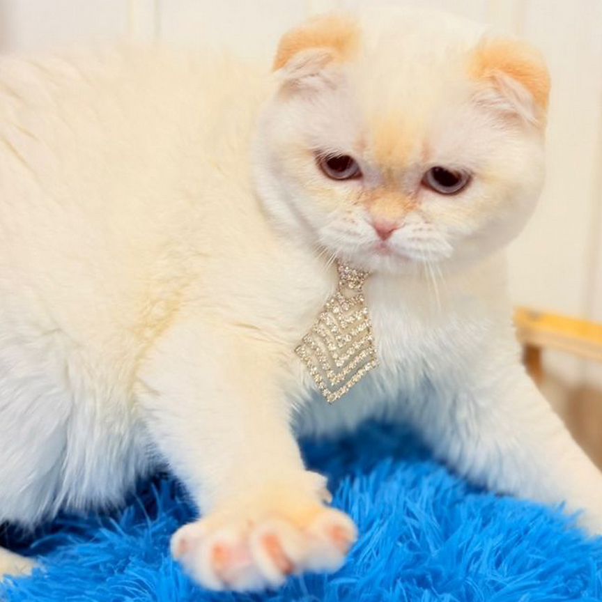 Шотландский вислоухий короткошёрстный котёнок