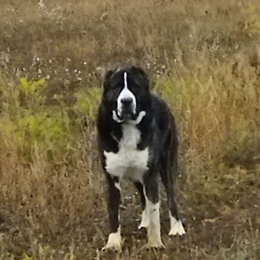 Кобель сао вязка