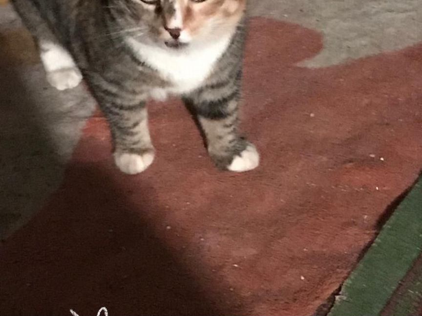 Кошки в добрые руки