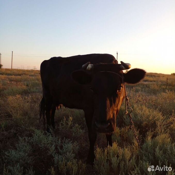 Корова дойная с теленком