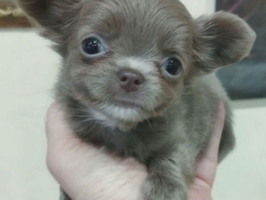 Чихуахуа лиловая супер мини размер