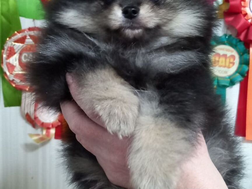 Померанский шпиц медвежьего типа