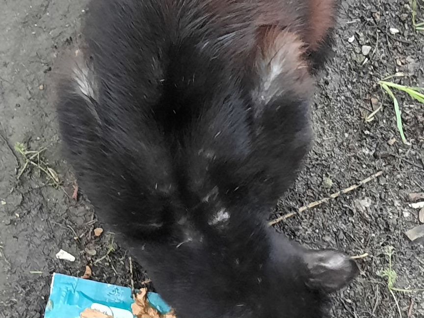 Котику нужен дом или куратор