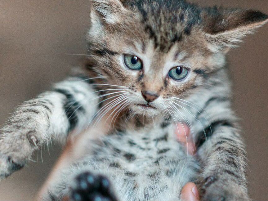 Тигруша ищет семью