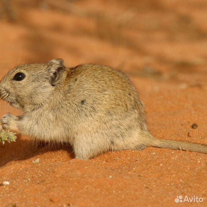 Песчанка природная