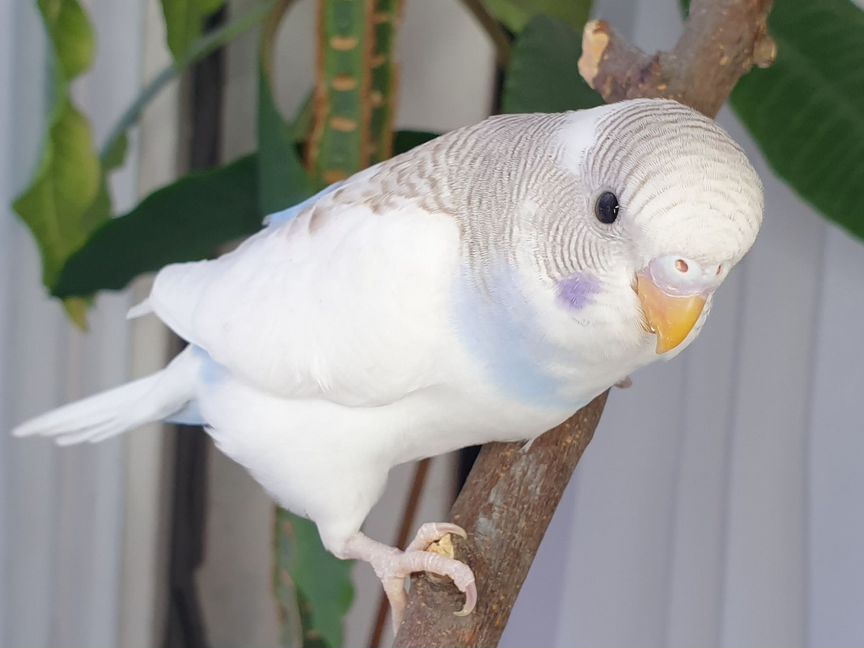 Птенец вонистого попугая