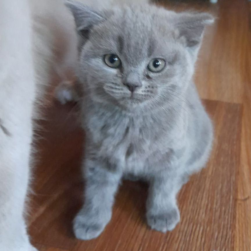 Шотландский прямоухий короткошёрстный котёнок