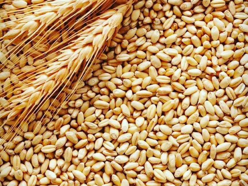 Продам зерно