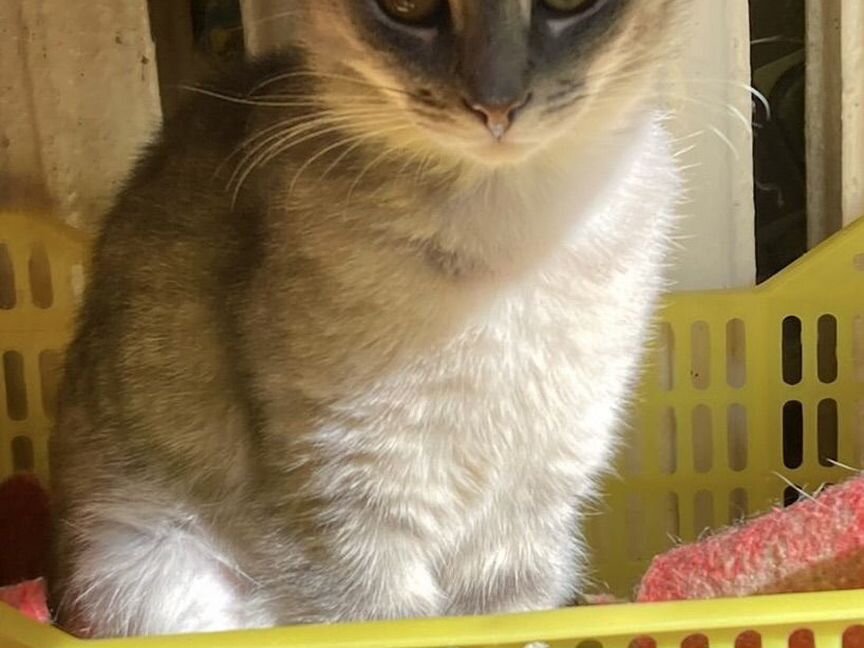 Котенок
