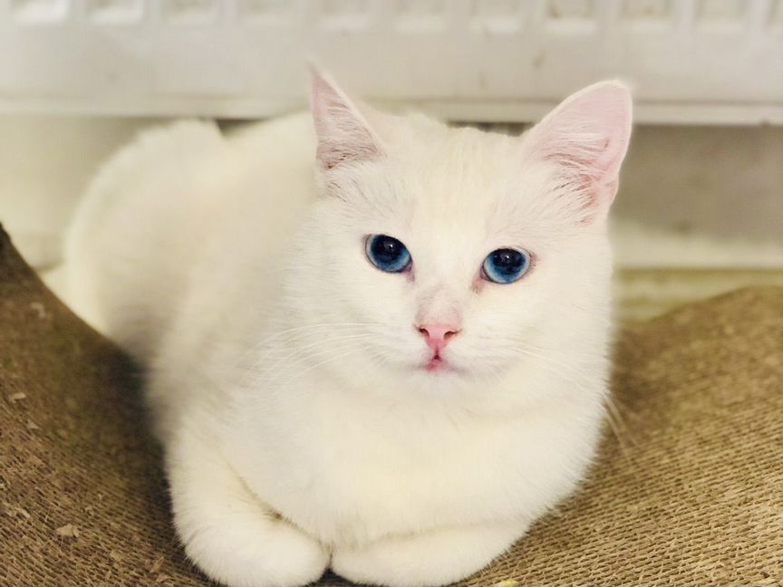 Котик в добрые руки