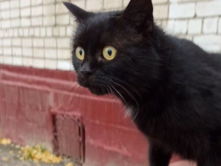 SOS Кошка Беверли дачная брошенка