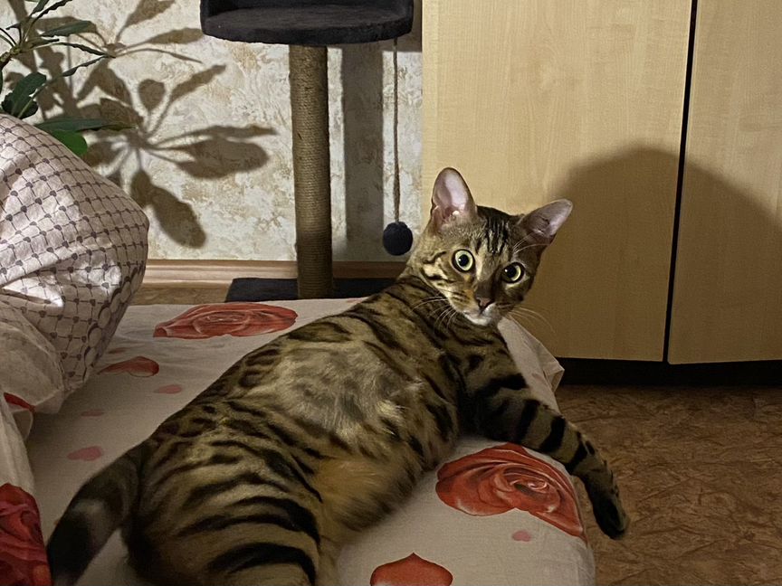Отдам котёнка