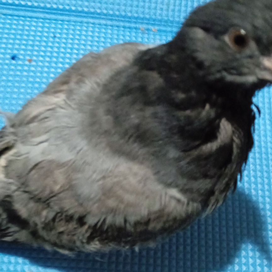 Птенец голубя