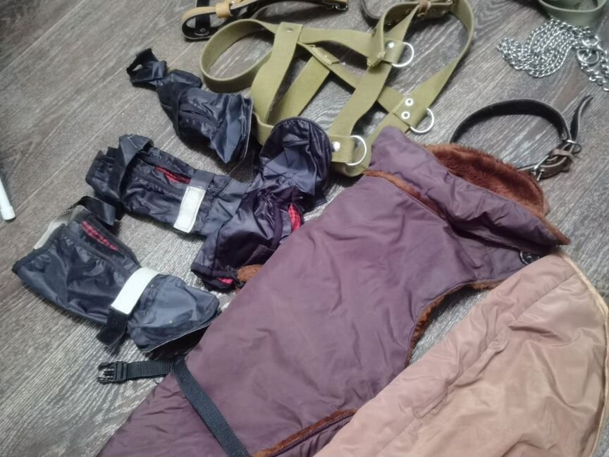 Вещи и обувь для собак