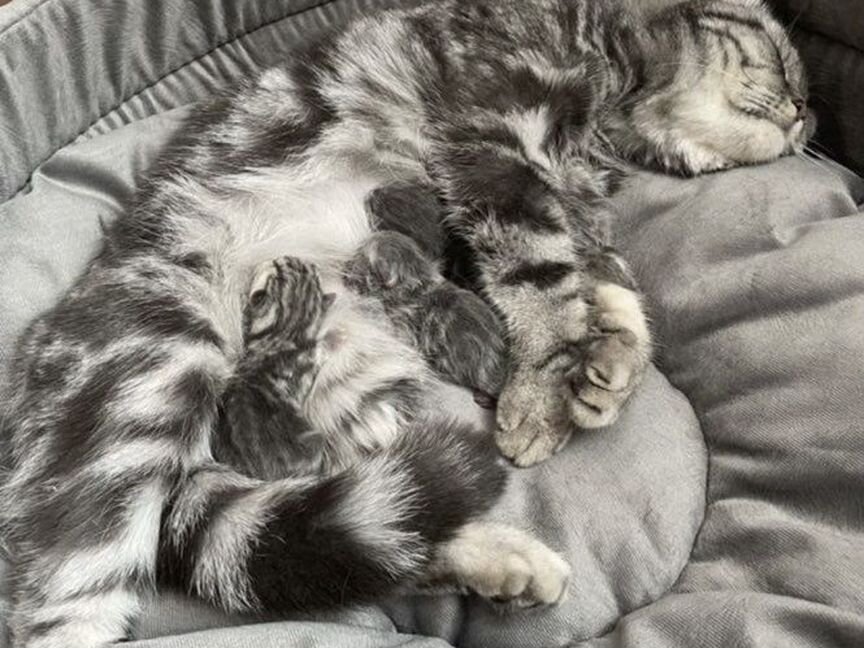 Шотладские котята
