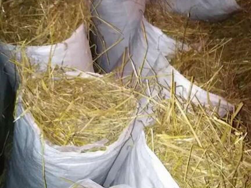 Солома ячменняя