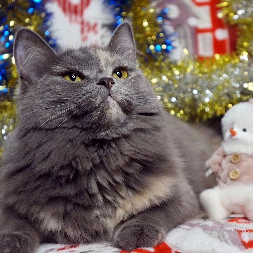 Кошечка в добрые руки