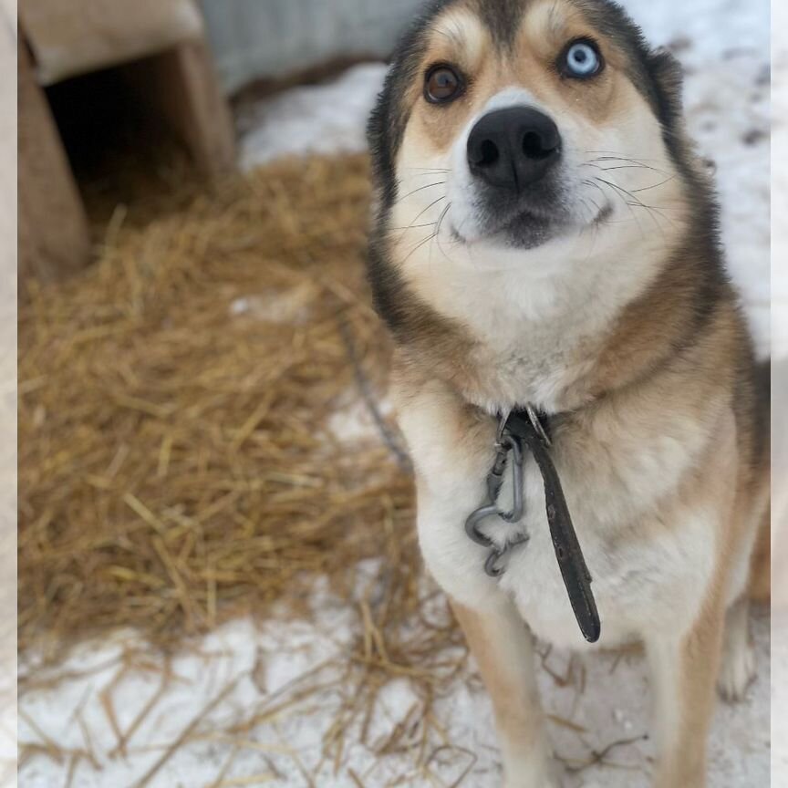 Взрослая собака в добрые руки