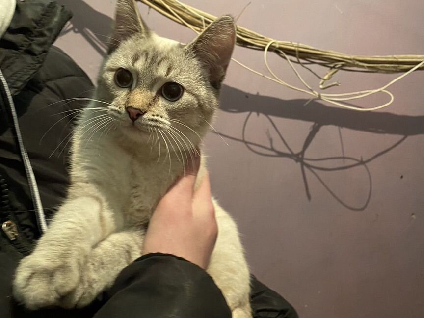 Кошка охос азулес